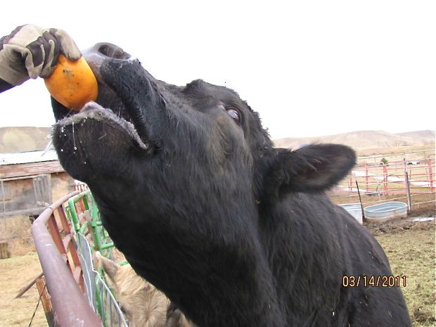 What Do Cows Eat for Breakfast?